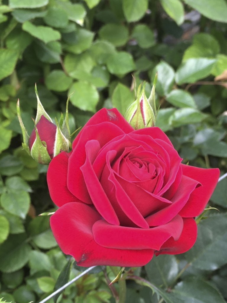 Flores Ecuador | Distribuidora de flores naturales en Las Palmas